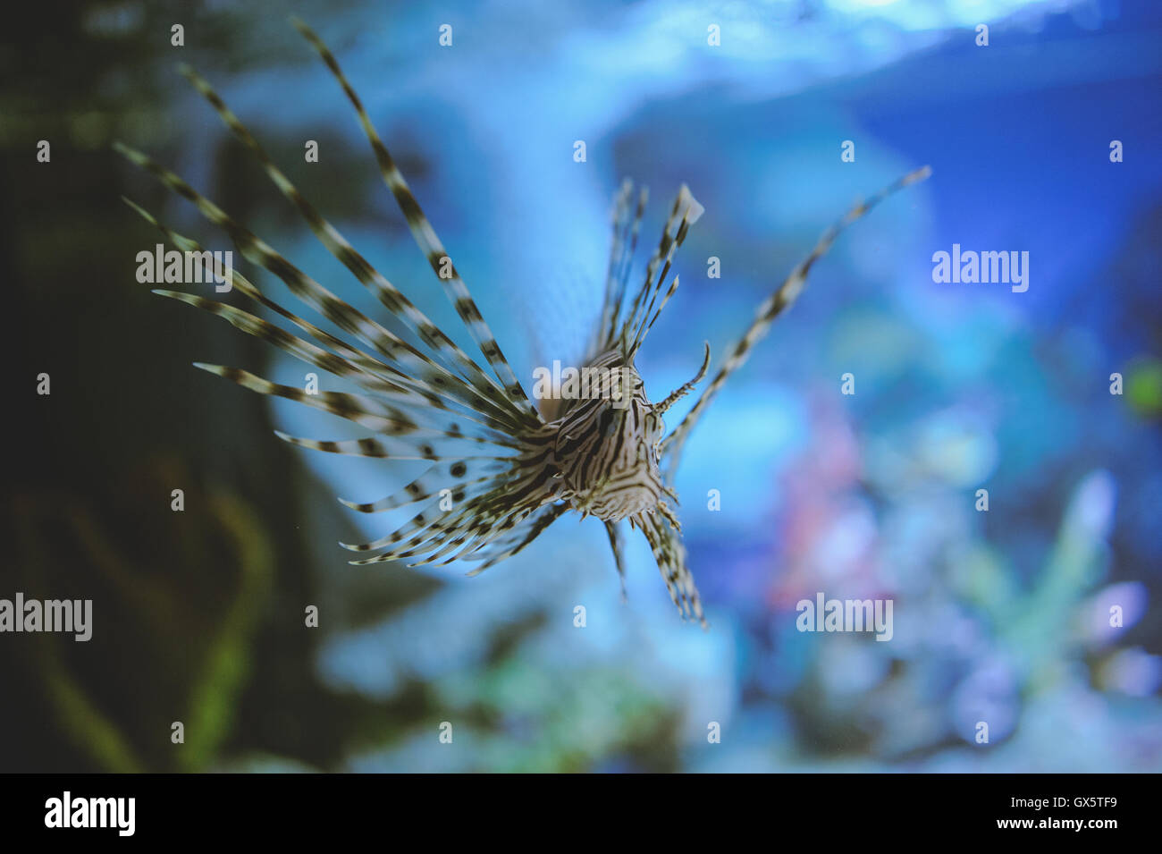 Sea life: exotic tropical coral reef fish Stock Photo - Alamy
