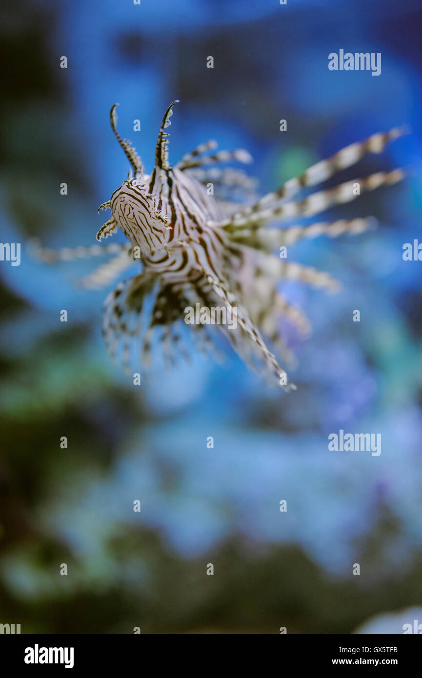 Sea life: exotic tropical coral reef fish Stock Photo - Alamy