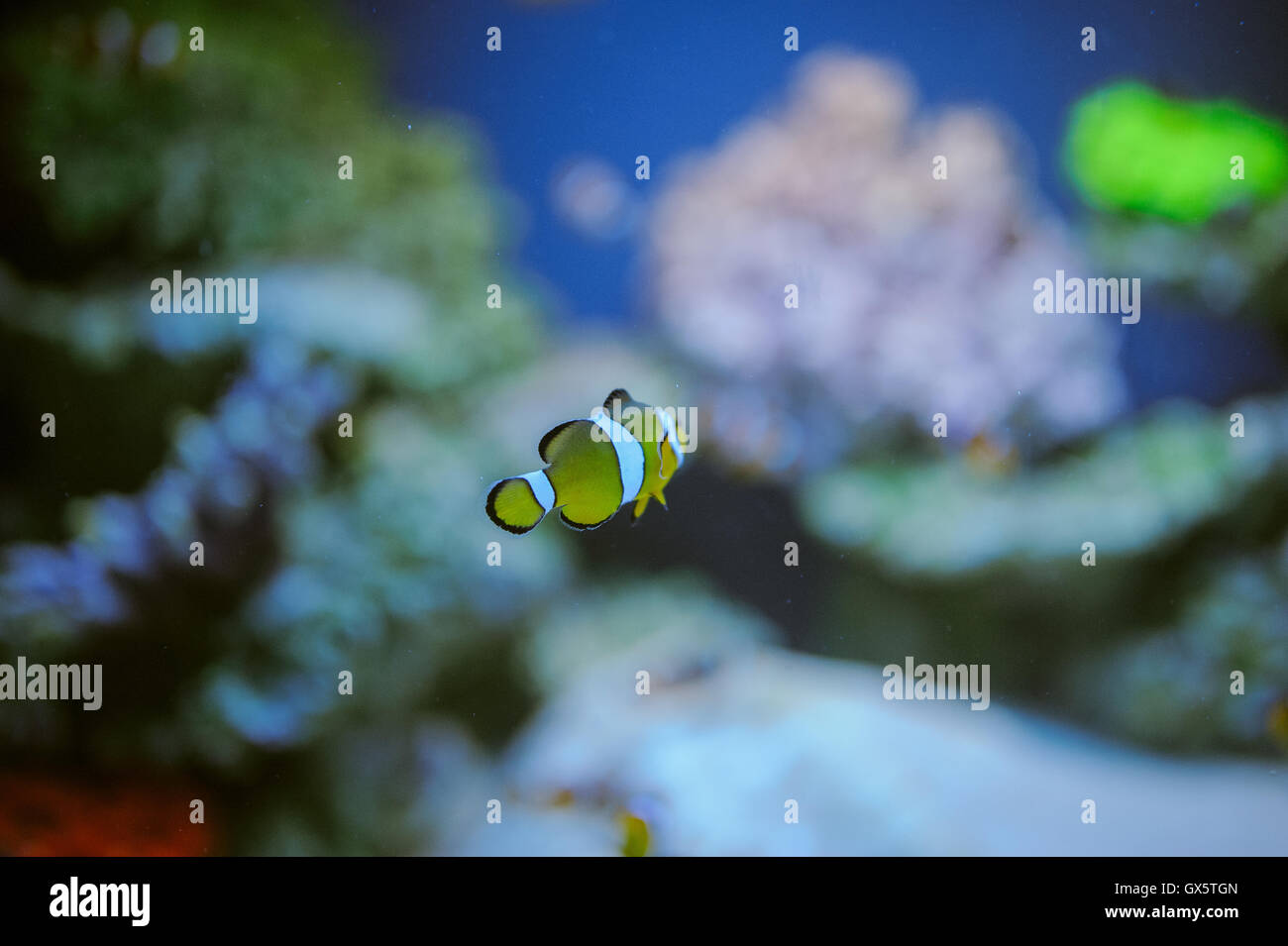 Sea life: exotic tropical coral reef fish Stock Photo - Alamy