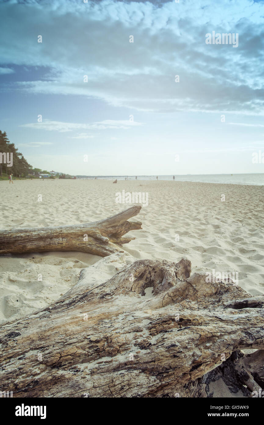 A piece of dry wood lying on the pebbles on the beach Stock Photo - Alamy