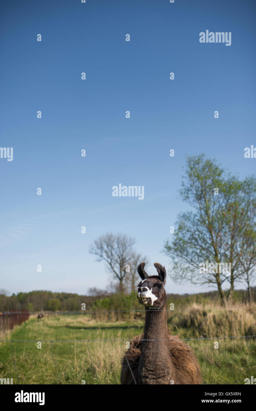 Lama animal hi-res stock photography and images - Alamy