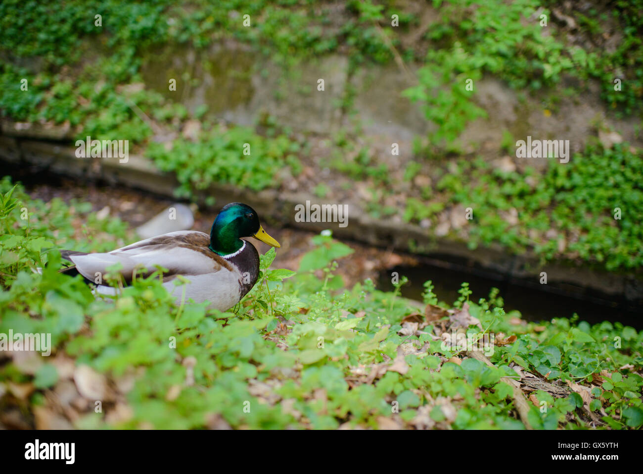 Mallard duck in the forest in early spring Stock Photo - Alamy
