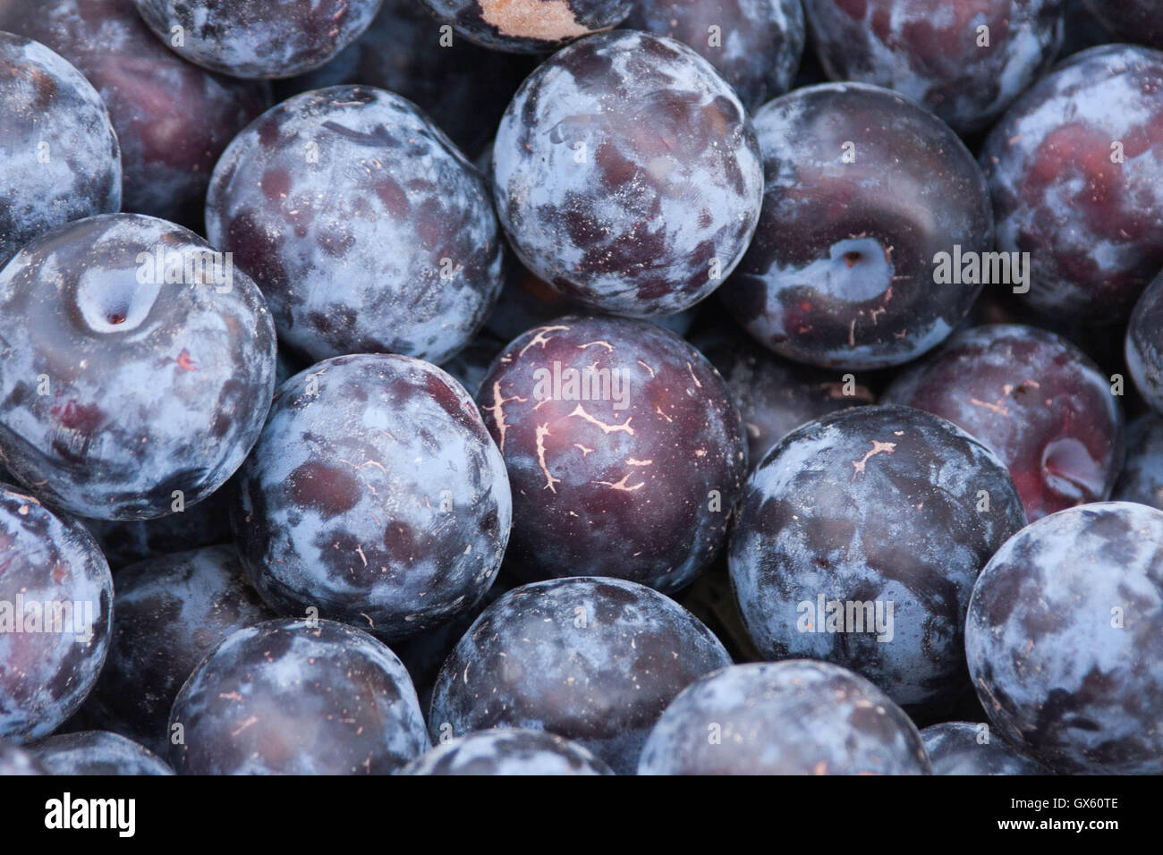 Organic plums for sale at the Alvarado Street Farmer's Market in ...