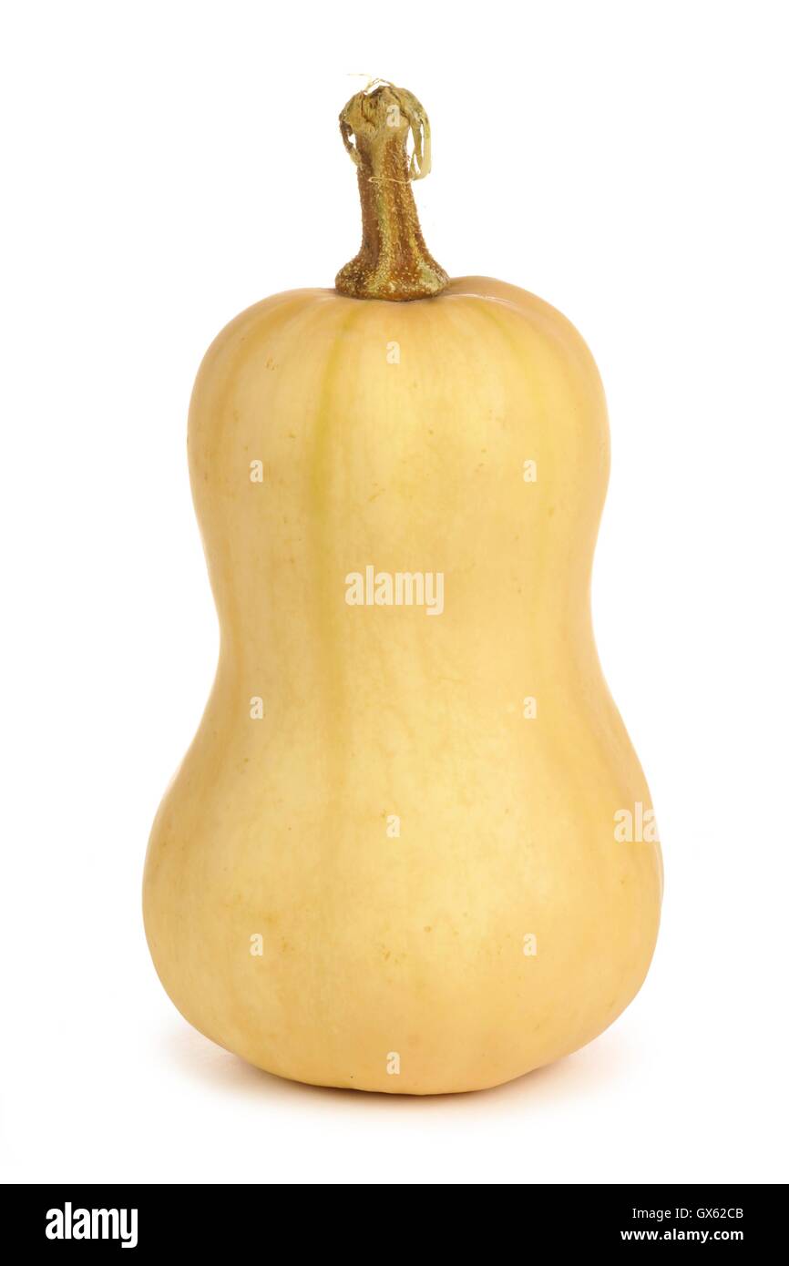 Single butternut squash isolated on a white background Stock Photo - Alamy