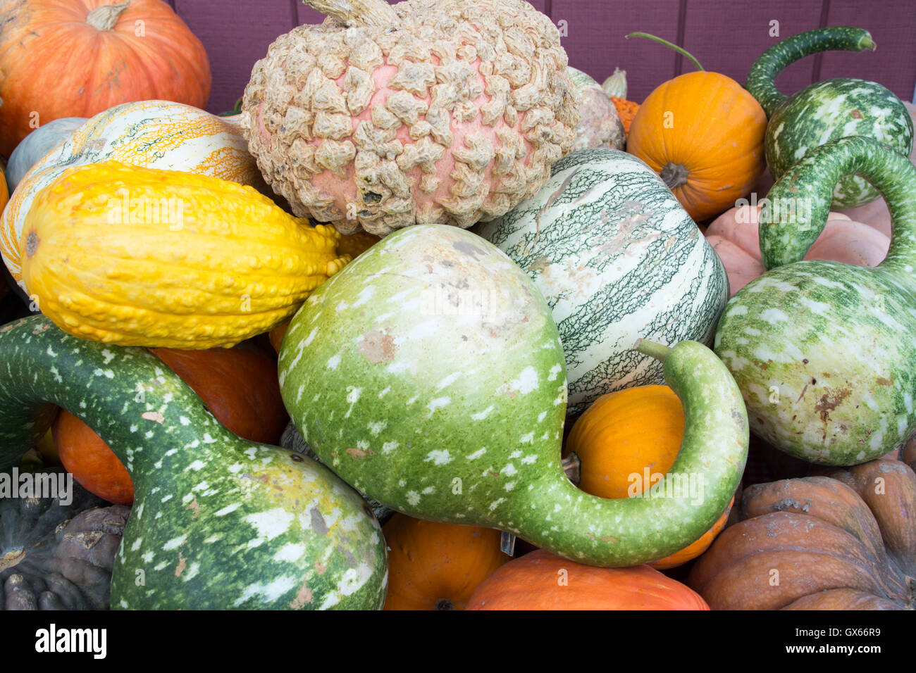 Pumpkin Shapes and Colors Stock Photo - Alamy