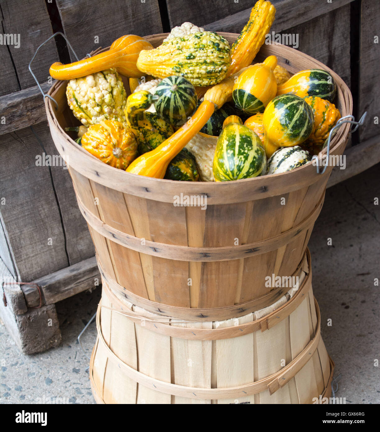 Bucket with Colorful Gourds Stock Photo - Alamy
