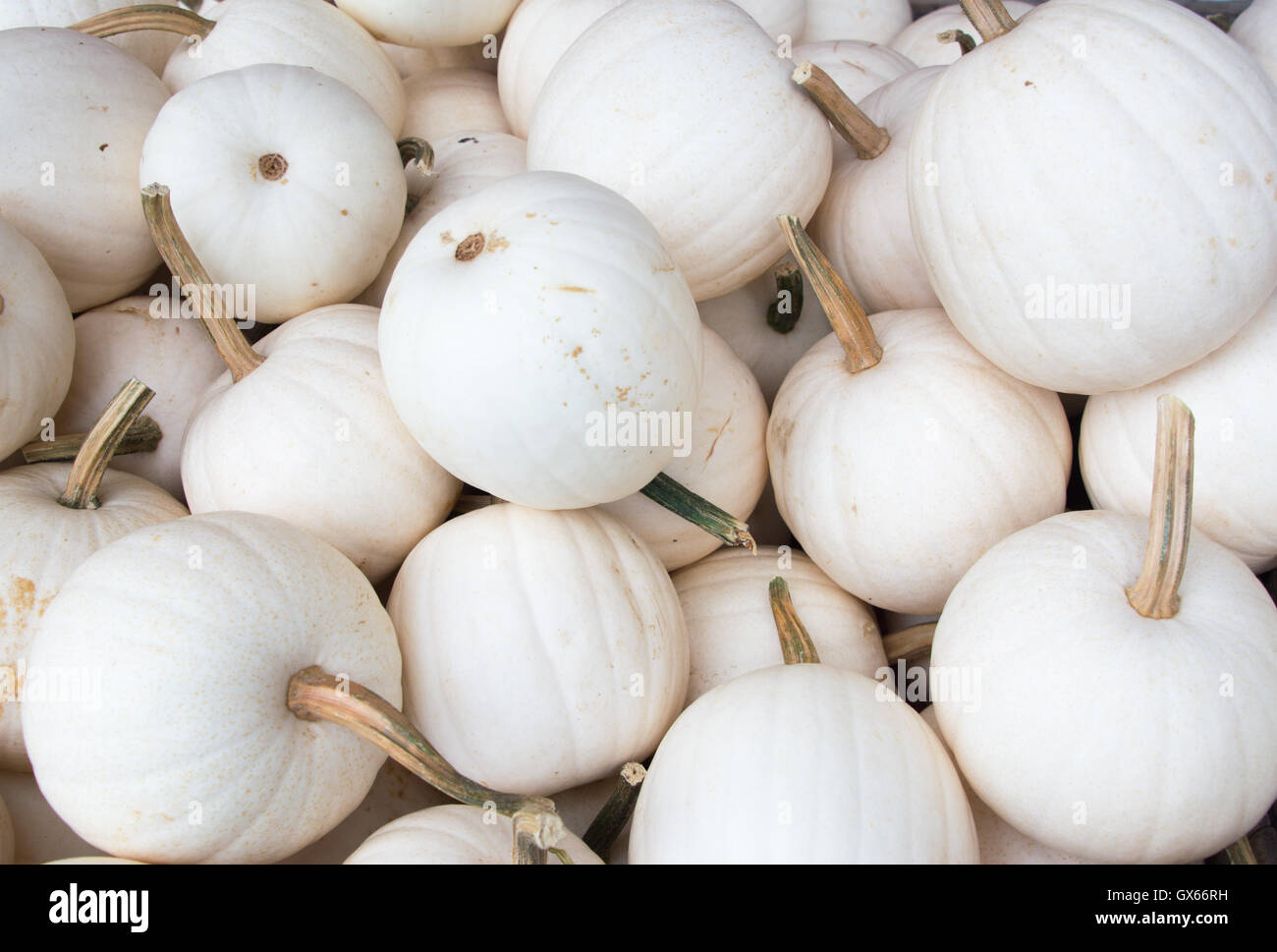 White pumpkins hi-res stock photography and images - Alamy