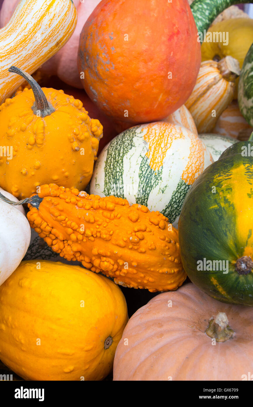 Gourd vertical hi-res stock photography and images - Alamy