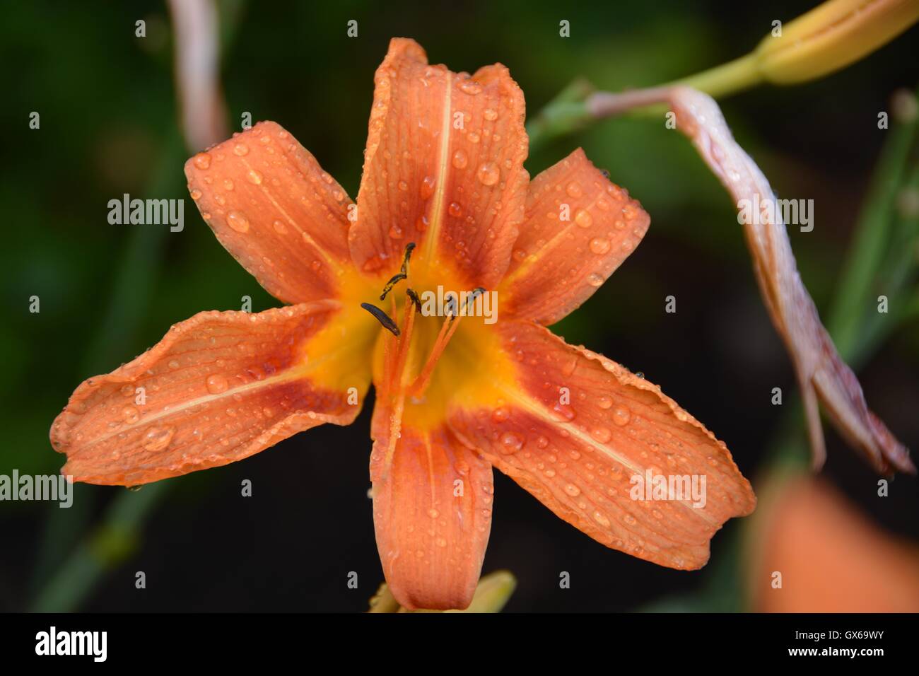 Orange Flower with water drops Stock Photo - Alamy