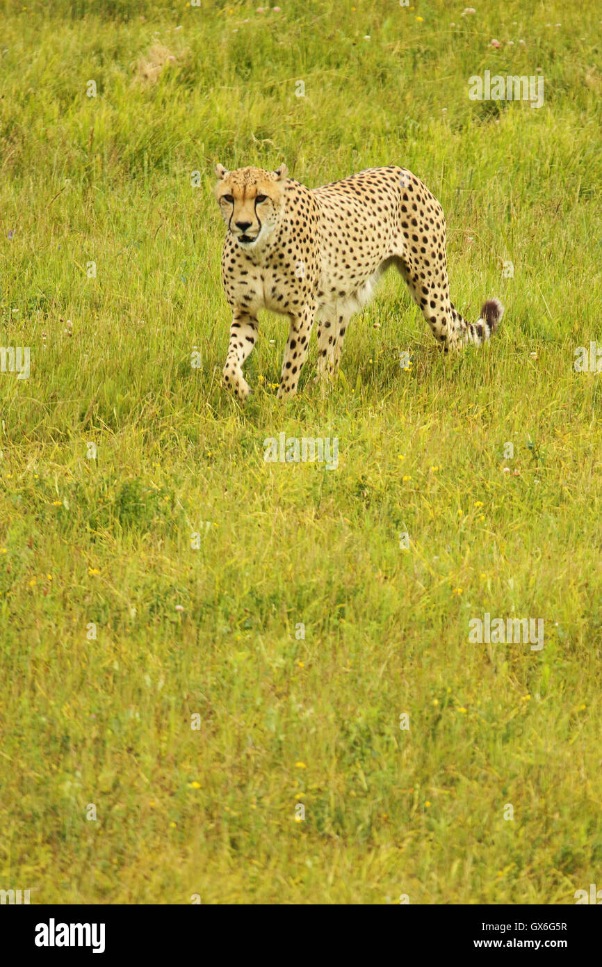 A Cheetah approaching through long grass Stock Photo - Alamy
