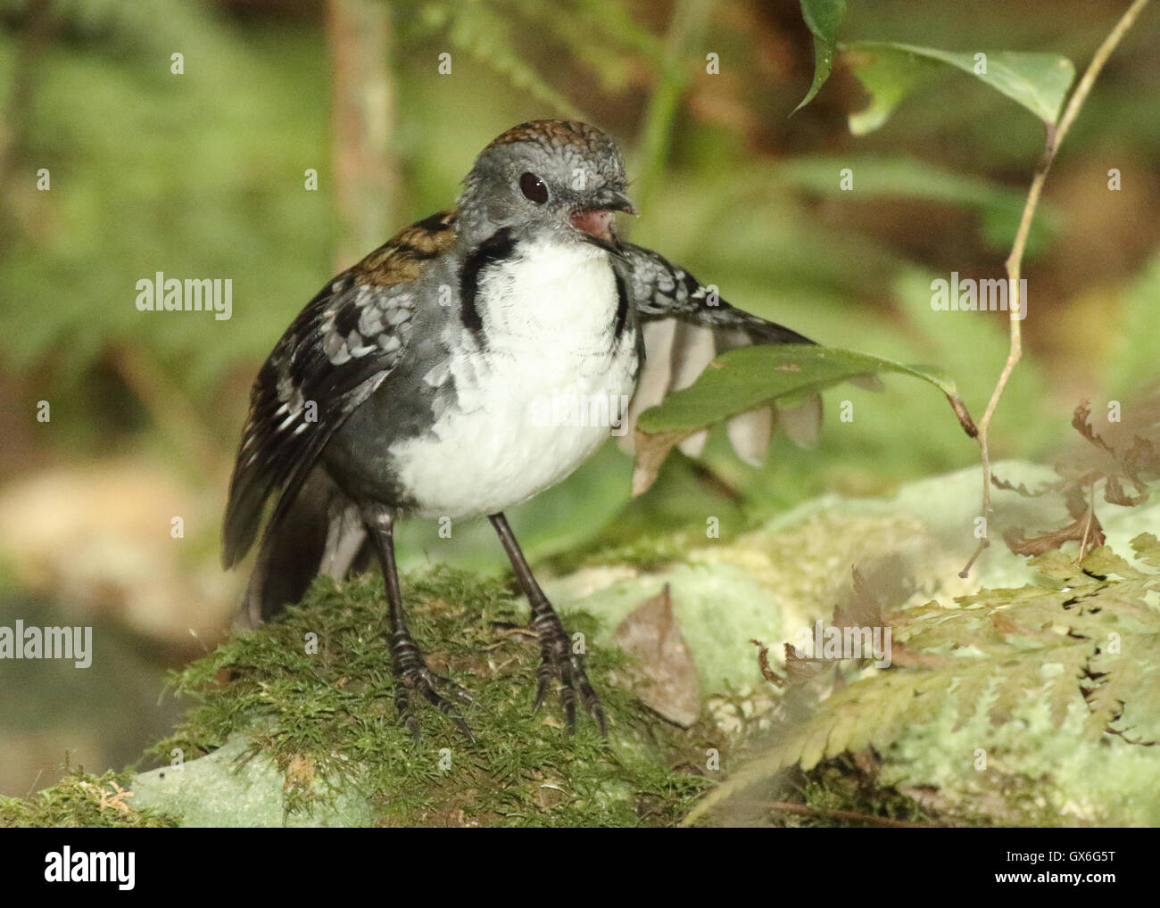 Australian calling bird hi-res stock photography and images - Alamy