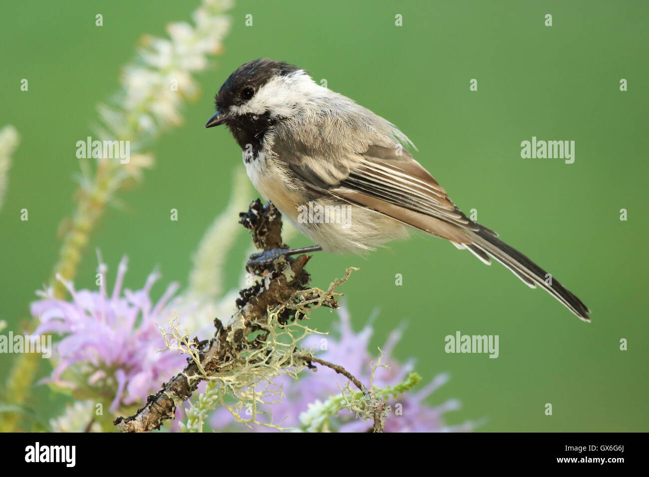 A Black-capped Chickadee perched among spring flowers Stock Photo - Alamy