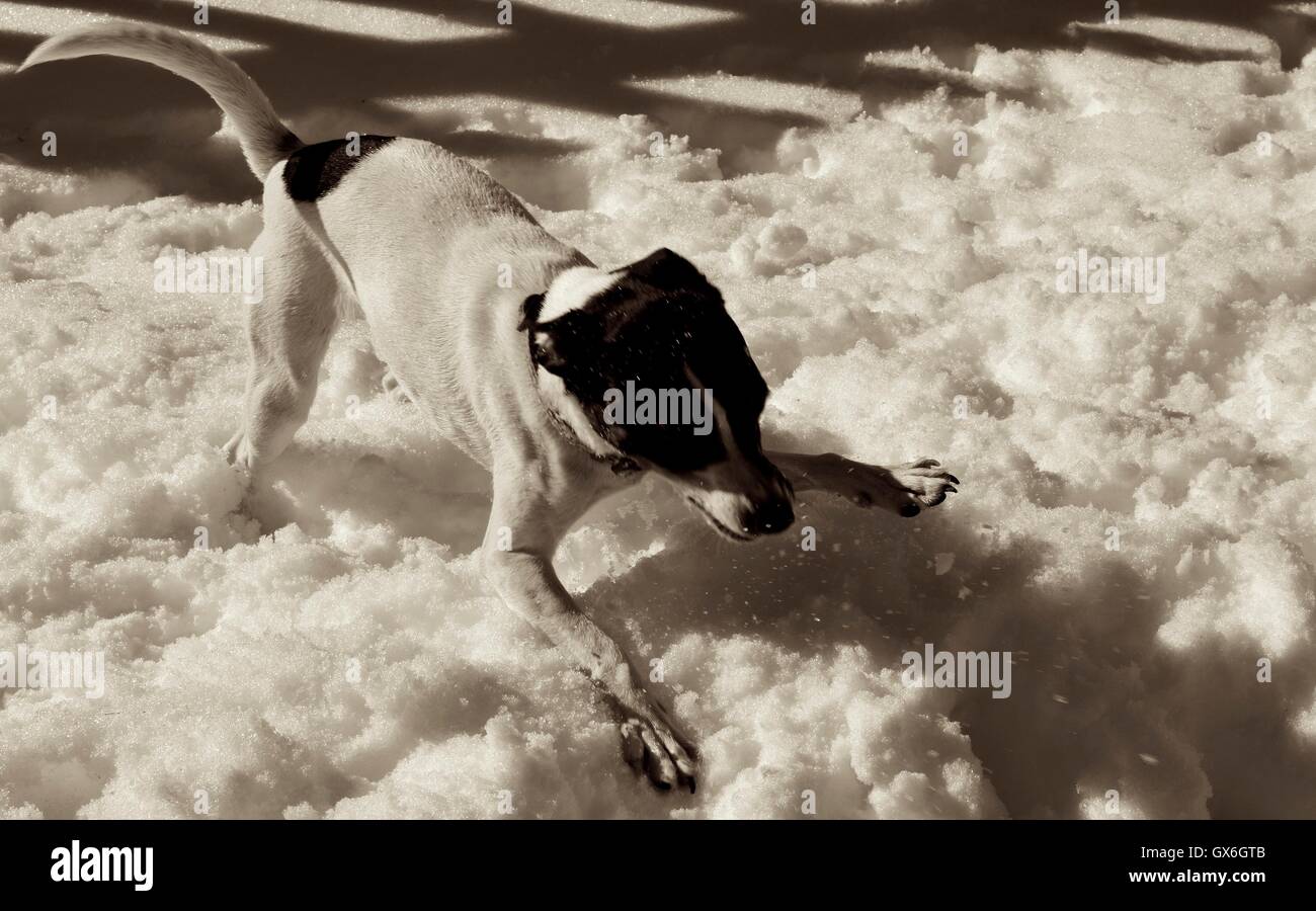 Snow chase hi-res stock photography and images - Alamy