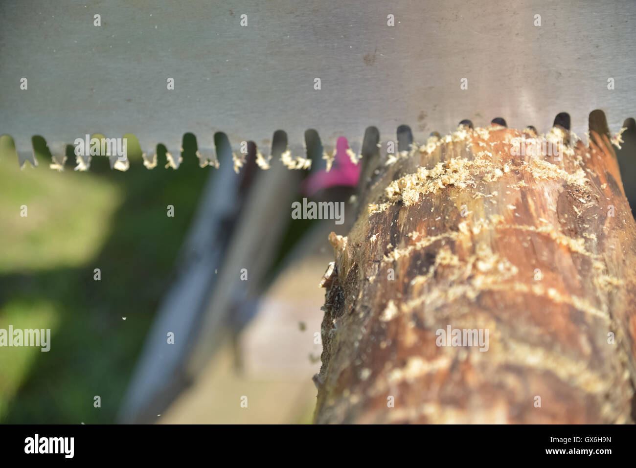 Two Man Lumber Jack Saw Stock Photo - Alamy