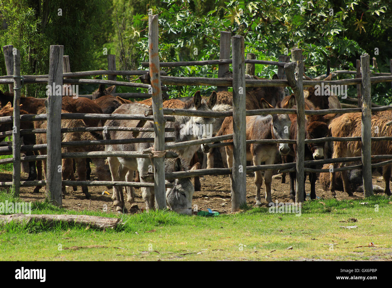 Animal holding pen hi-res stock photography and images - Alamy