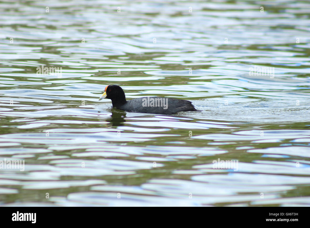An Andean Coot swimming in a lake near Ibarra, Ecuador Stock Photo - Alamy