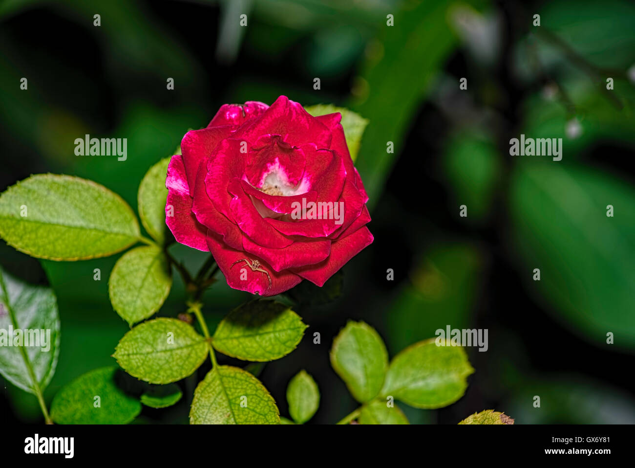 red rose with small spider on lower petal Stock Photo - Alamy