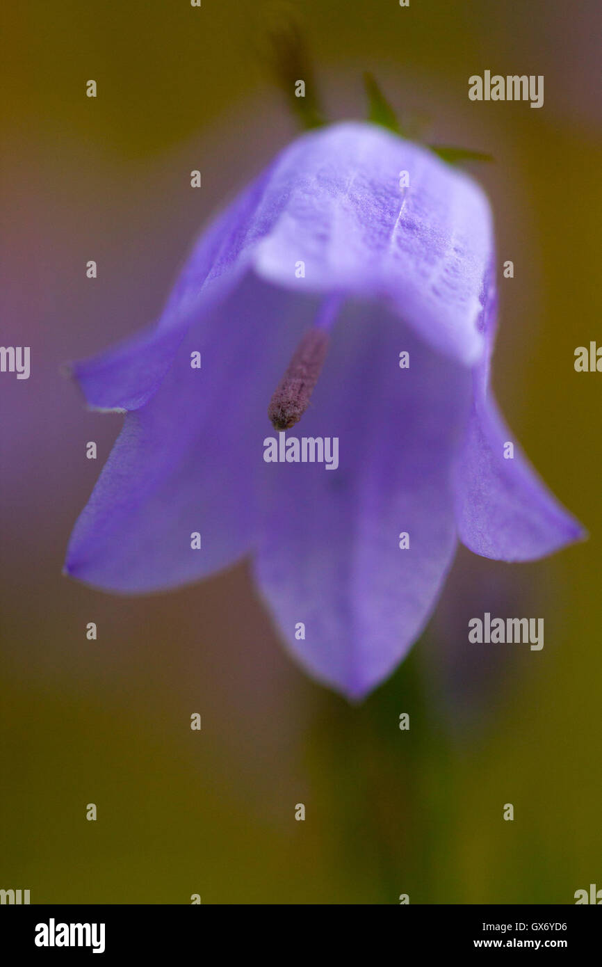 Harebell plant hi-res stock photography and images - Alamy