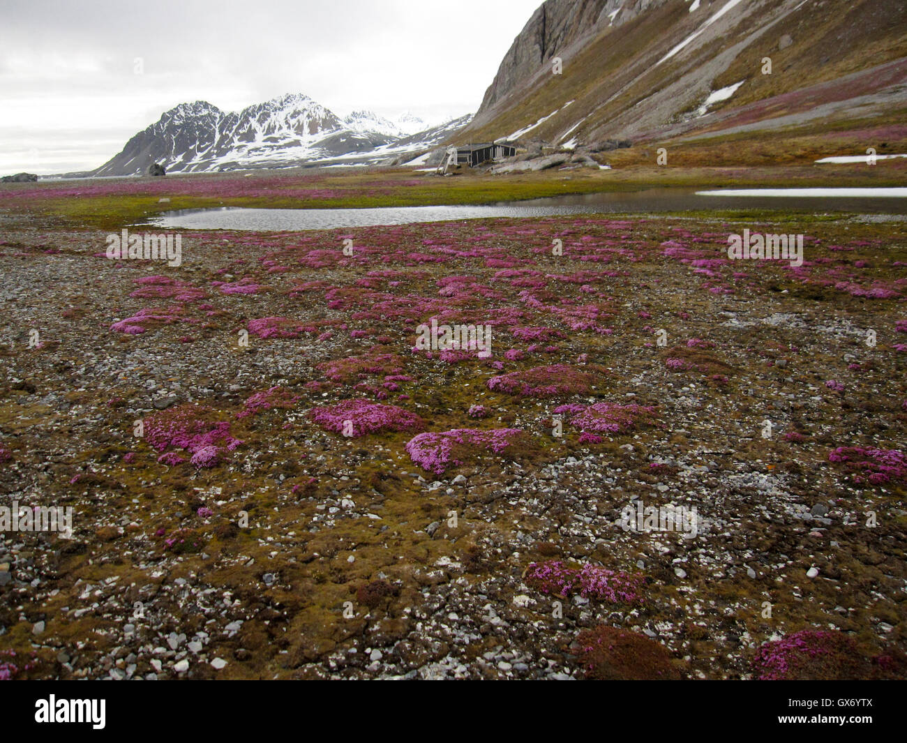 Gorgeous tundra filled with moss campion in front of old trappers hut ...