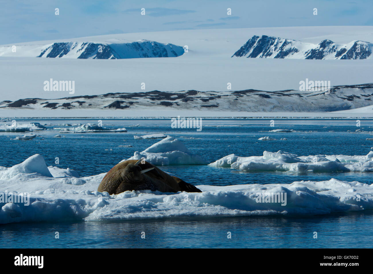 Walrus sleeping on sea ice in Svalbard, Norway Stock Photo - Alamy