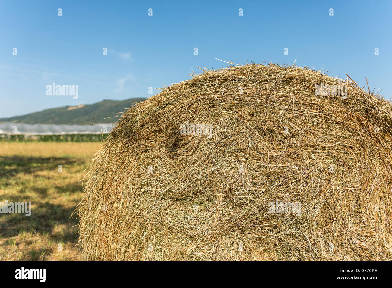 Farming with hay bale in front of greenhouse Stock Photo - Alamy