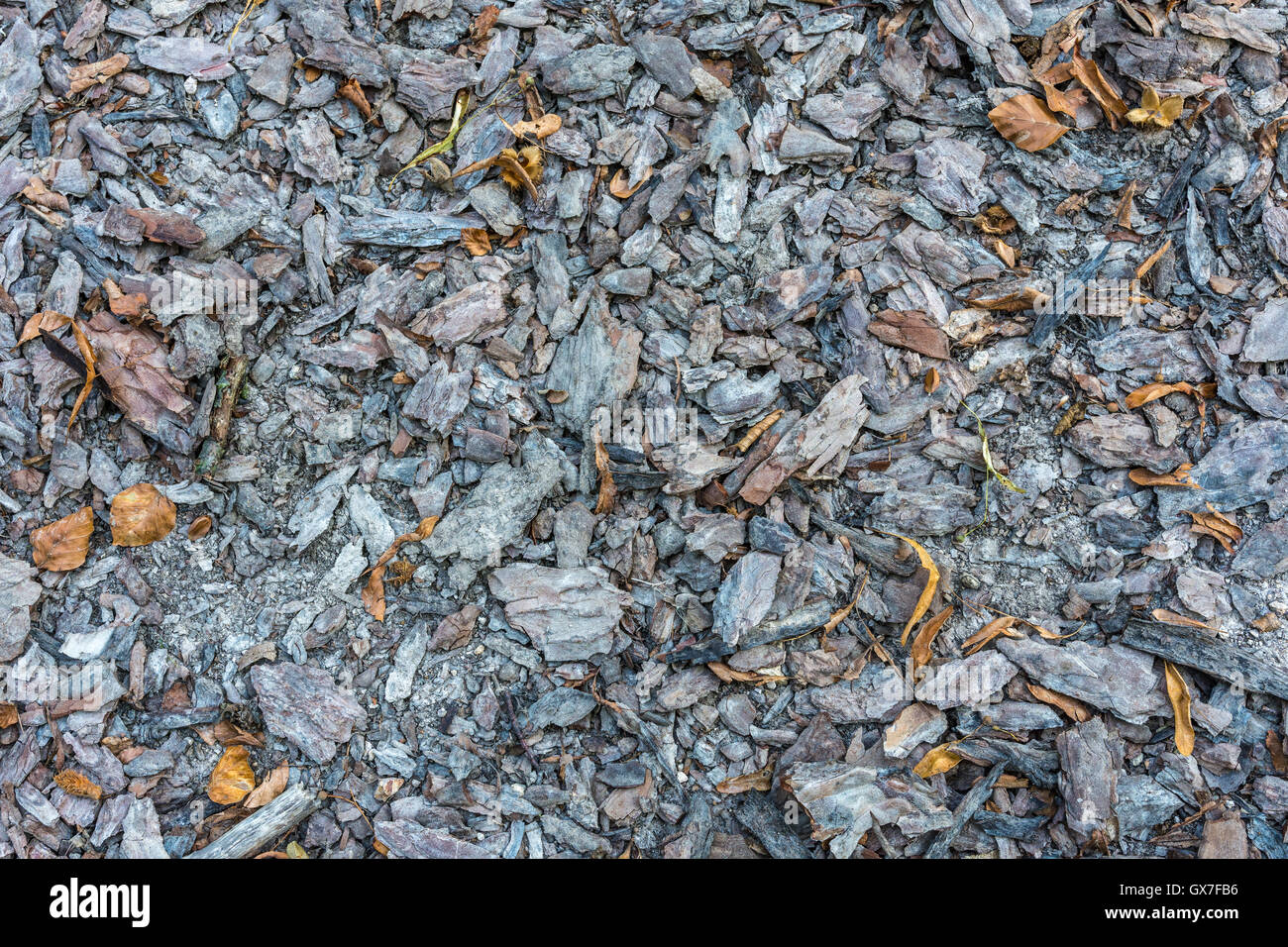 Forest soil hi-res stock photography and images - Alamy
