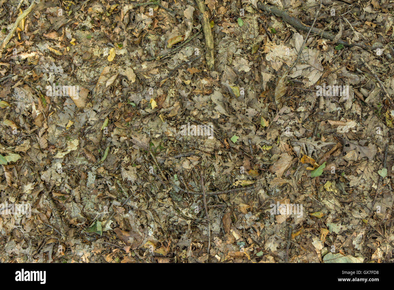 Background or texture - forest soil with leaves Stock Photo - Alamy