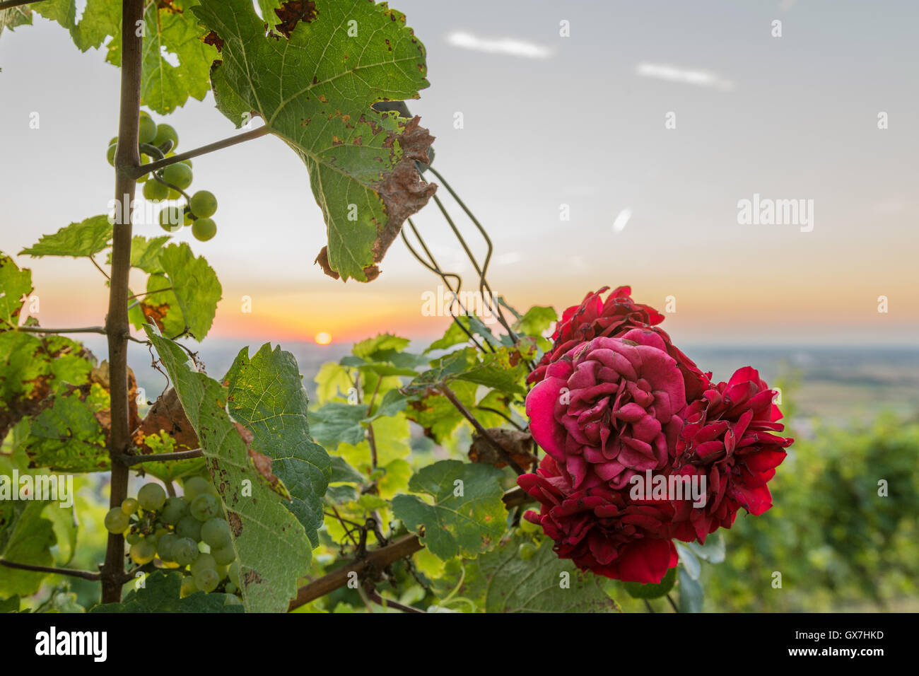 Beautiful red rose sunset in hi-res stock photography and images - Alamy
