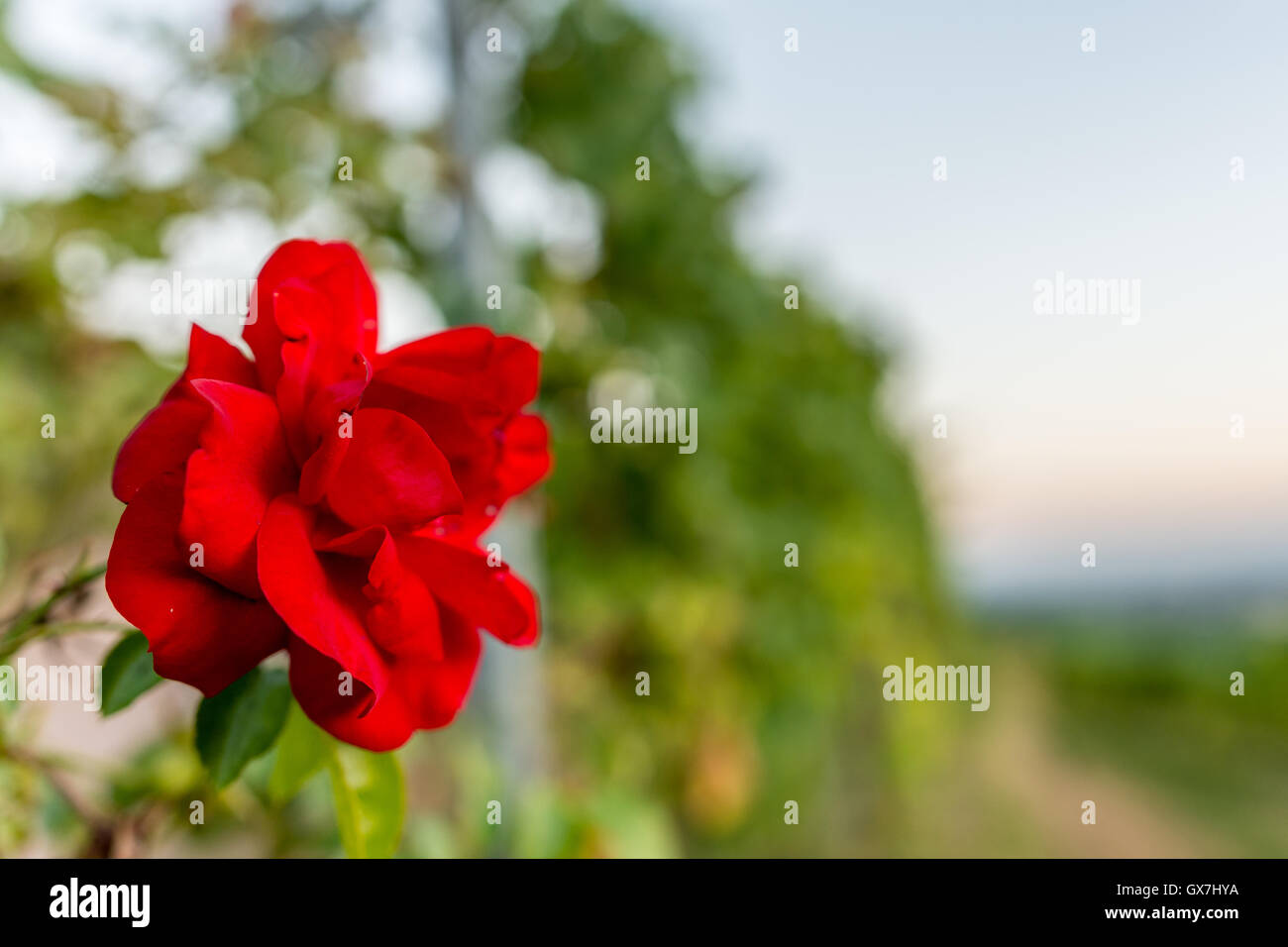 Beautiful red rose sunset in hi-res stock photography and images - Alamy