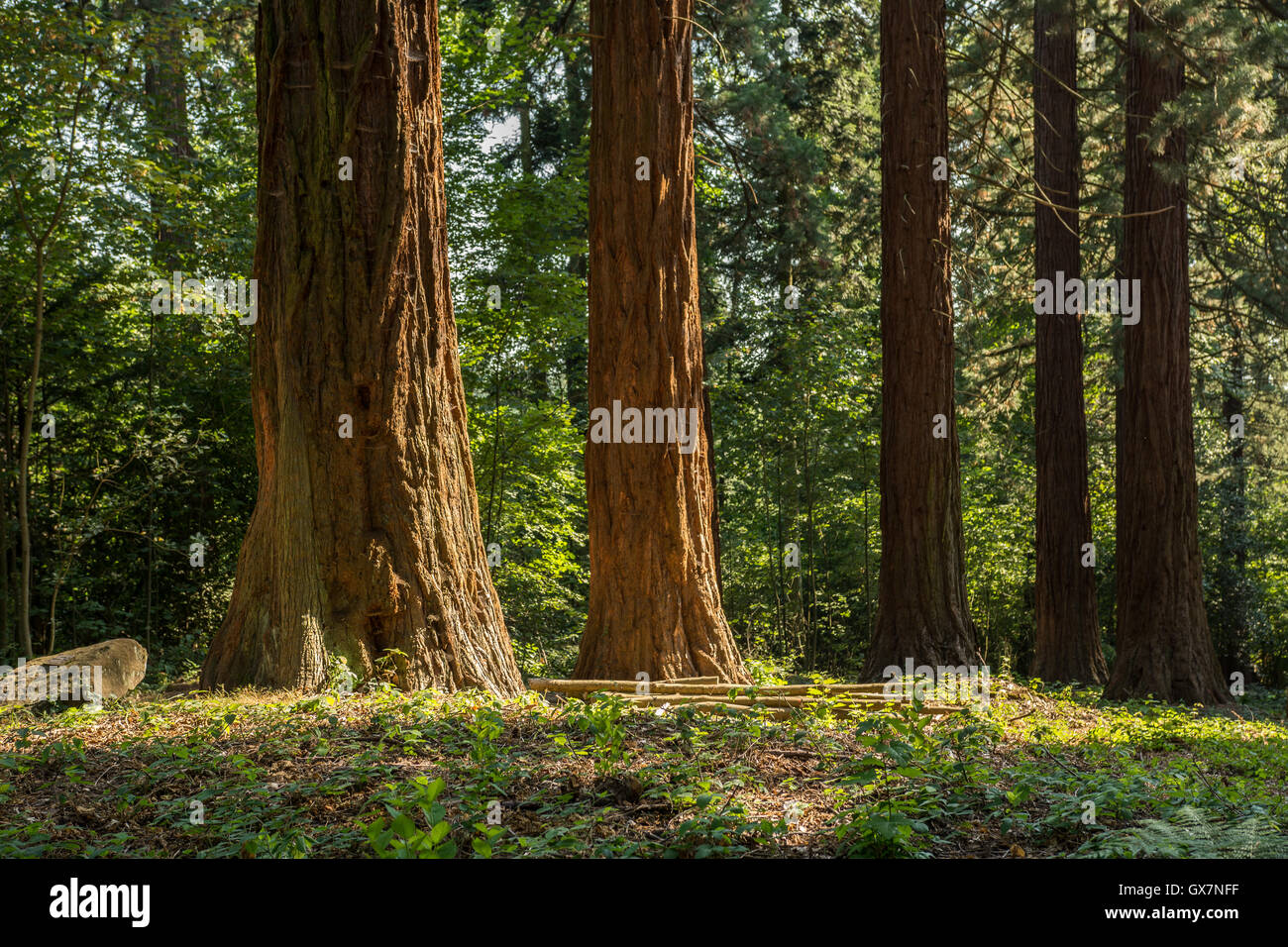 Mammoth tree hi-res stock photography and images - Alamy