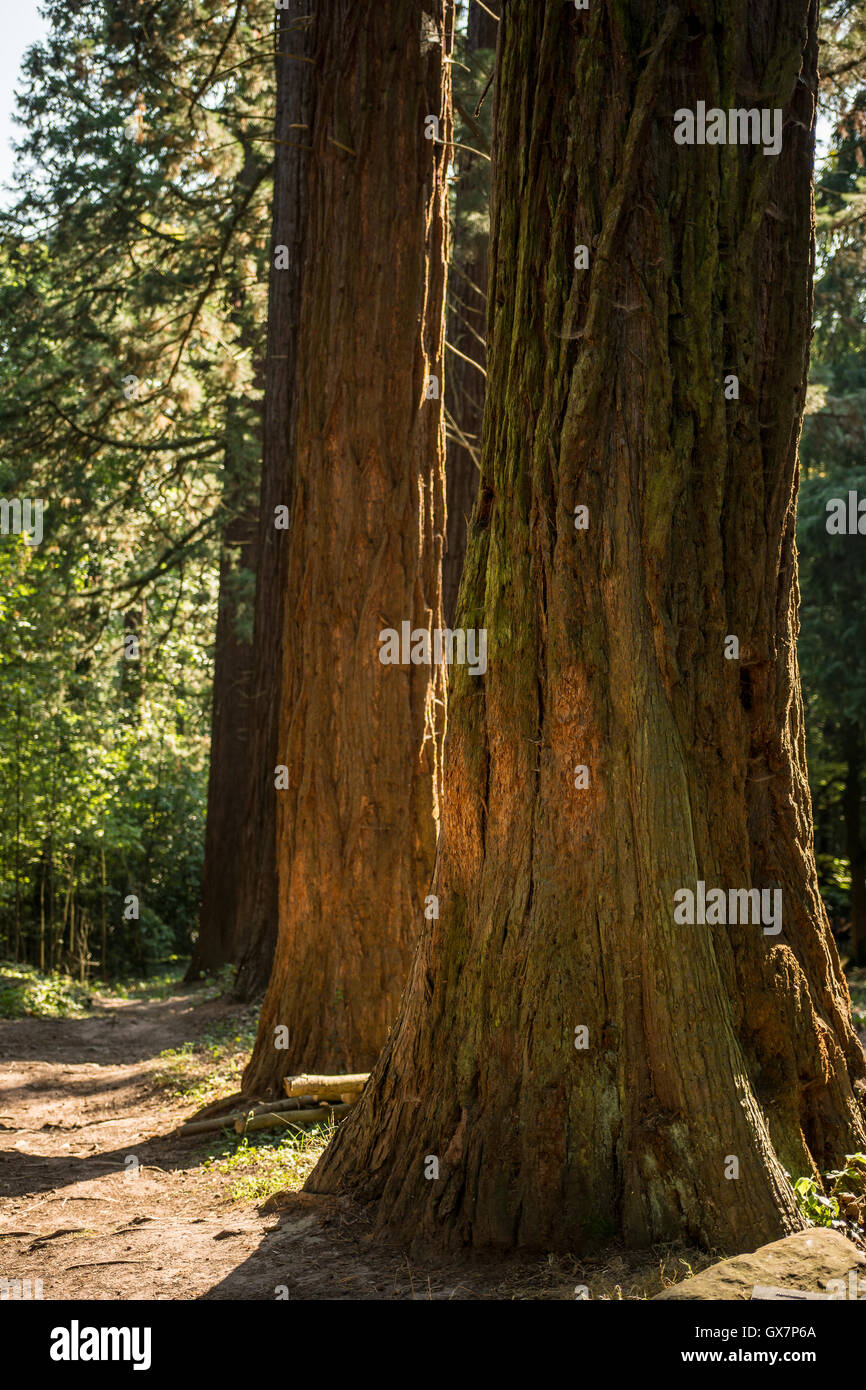 Huge redwood tree hi-res stock photography and images - Alamy