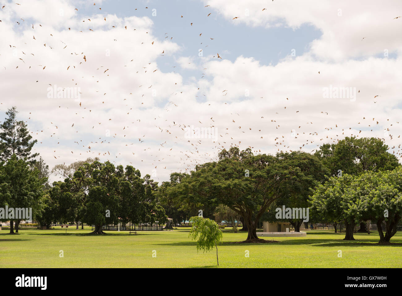 Hundreds of Pteropus scapulatus / flying fox, flying in a swarm above ...