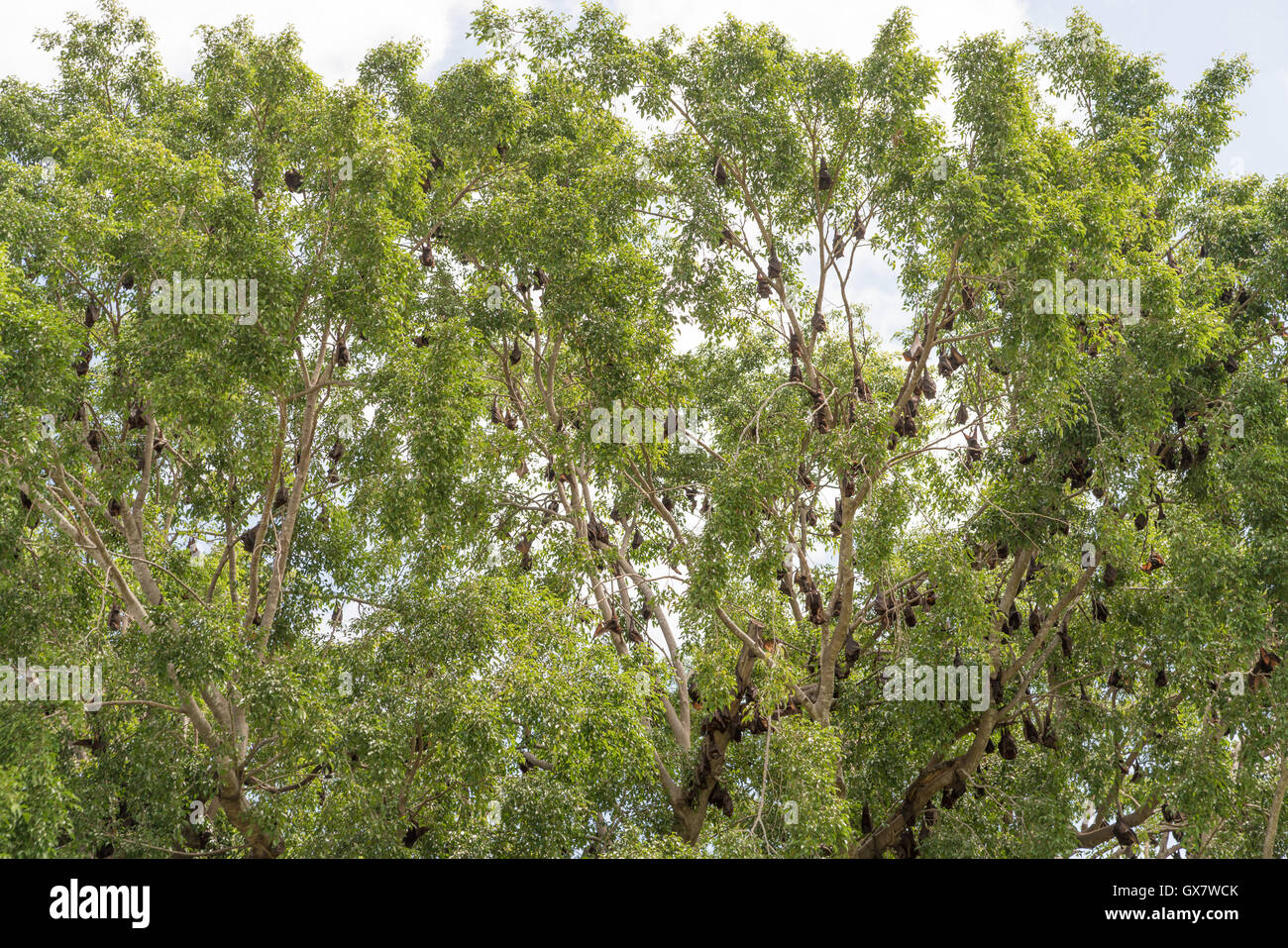 Hundreds of Pteropus scapulatus / flying fox, hanging in trees in a ...