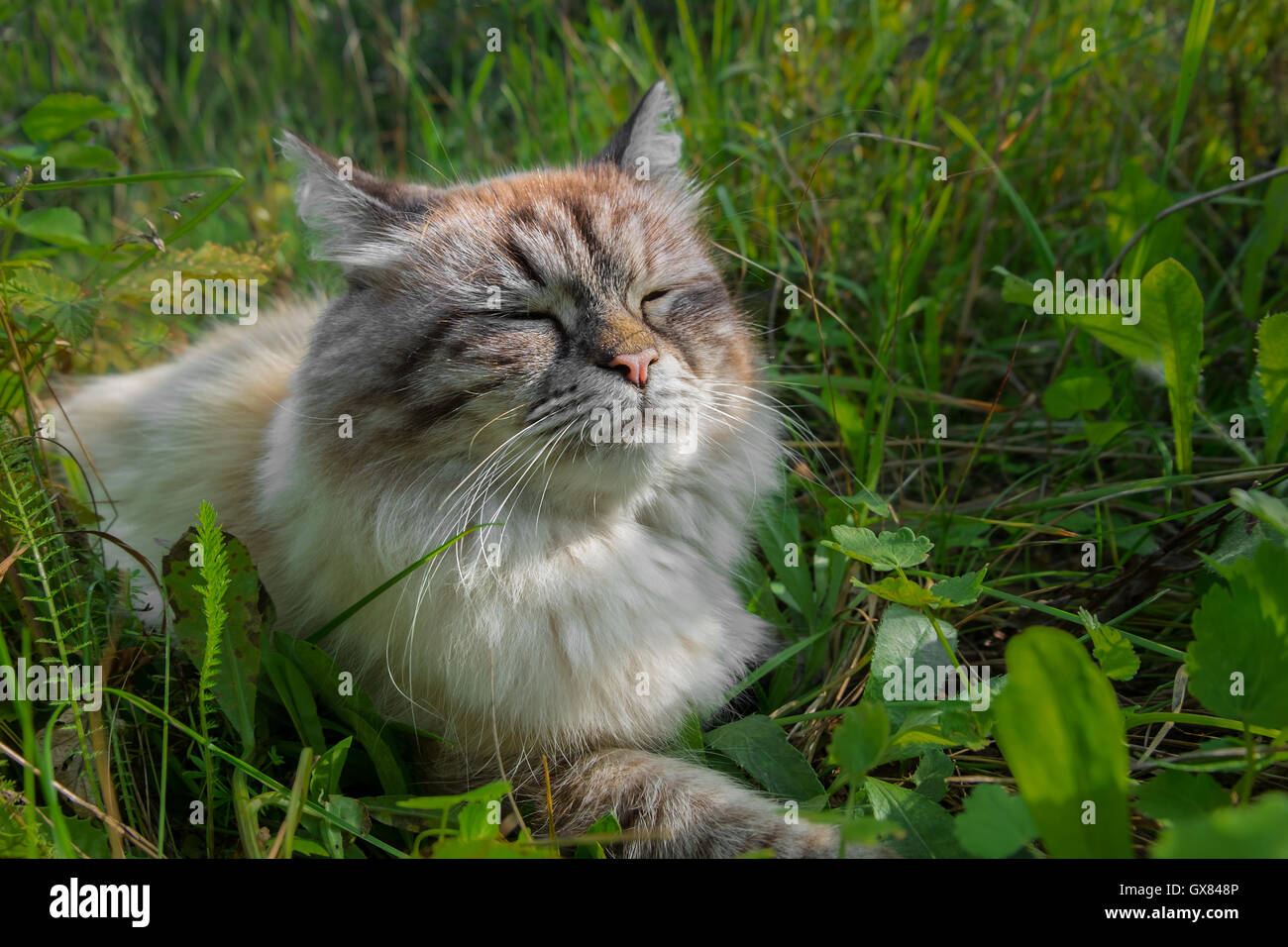 Sulfur cat blissfully basking in the sun in a green grass Stock Photo - Alamy