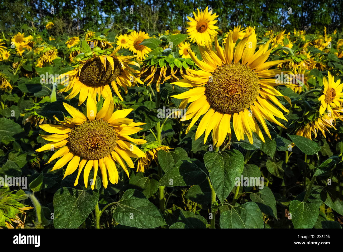 field of yellow sunflowers Stock Photo - Alamy
