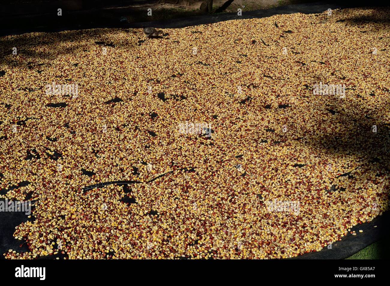 Corn drying peru hi-res stock photography and images - Alamy