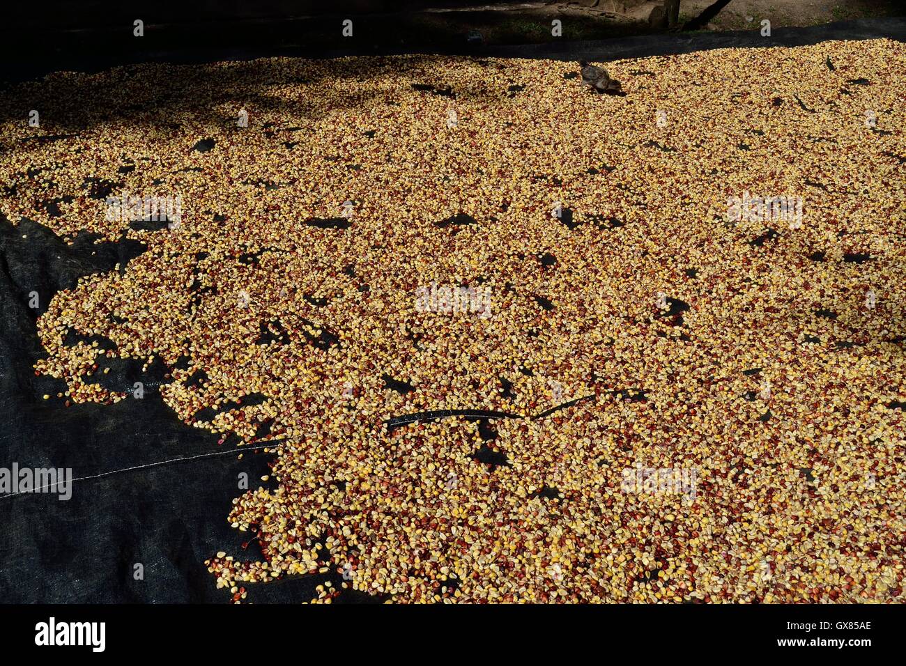 Drying grains of corn in SAPALACHE " Las Huaringas " - HUANCABAMBA ...