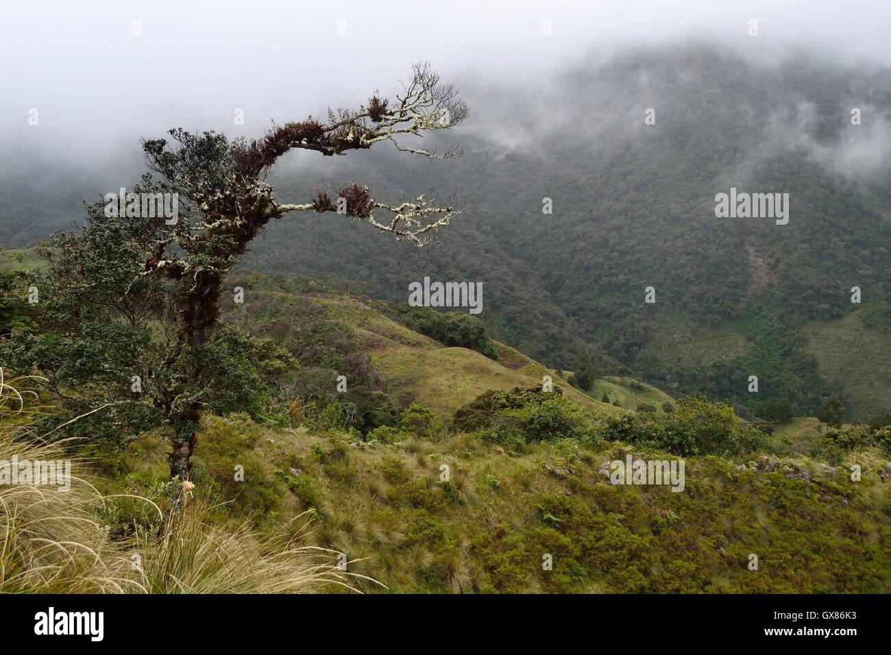 Landscape in SAPALACHE " Las Huaringas " - HUANCABAMBA.. Department of ...