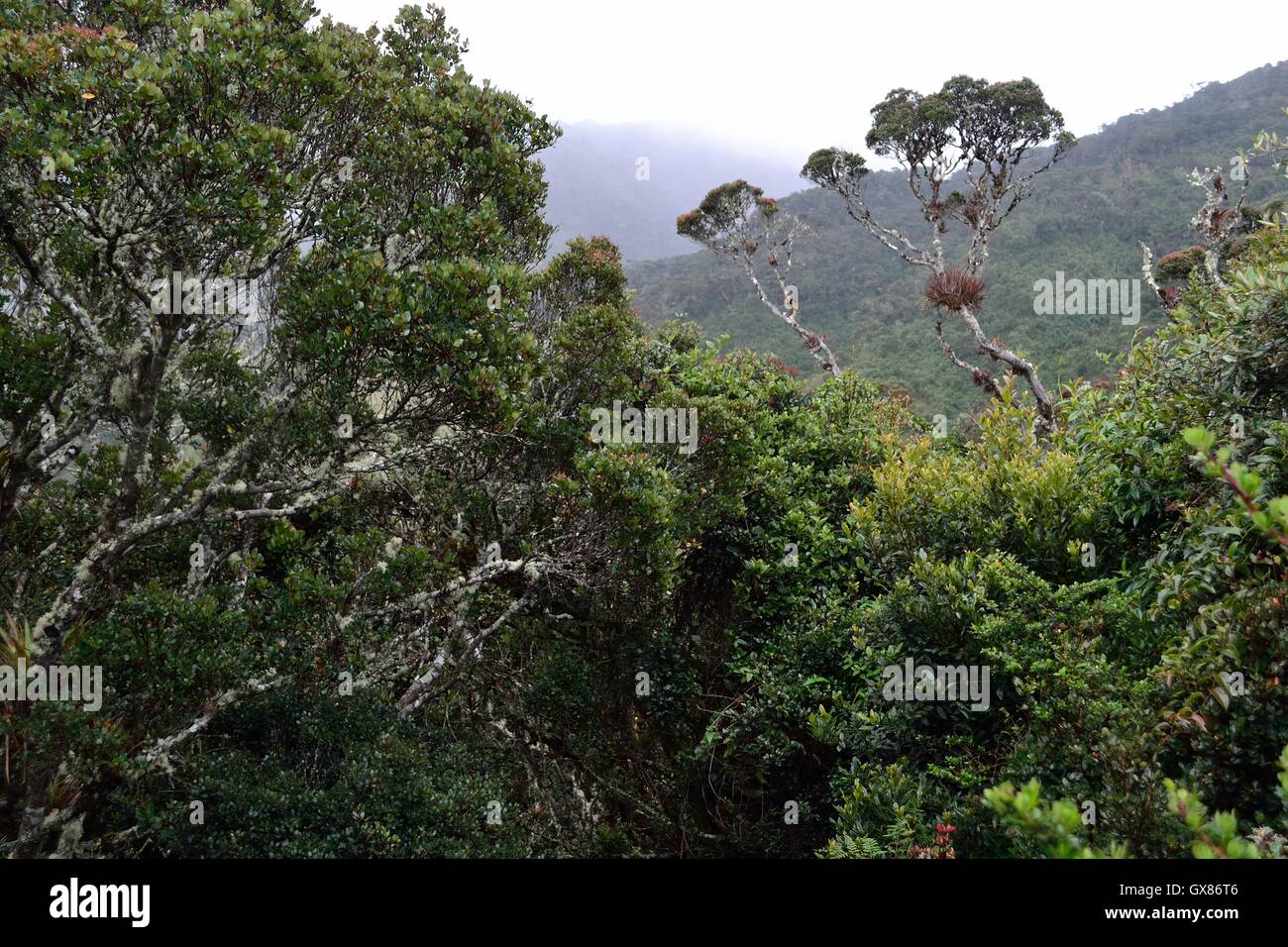 Landscape in SAPALACHE " Las Huaringas " - HUANCABAMBA.. Department of ...