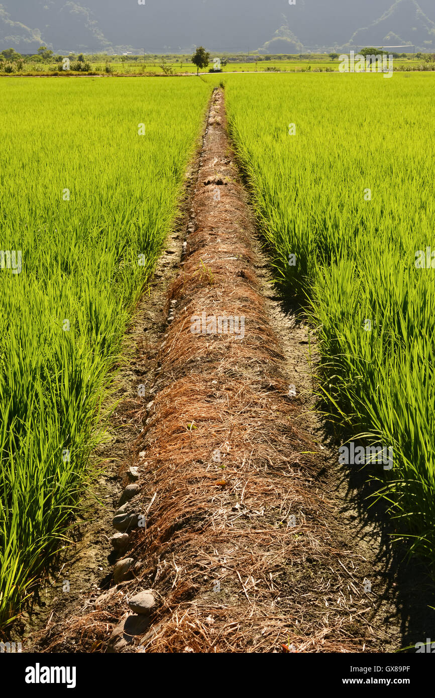 Rice farm in country Stock Photo - Alamy