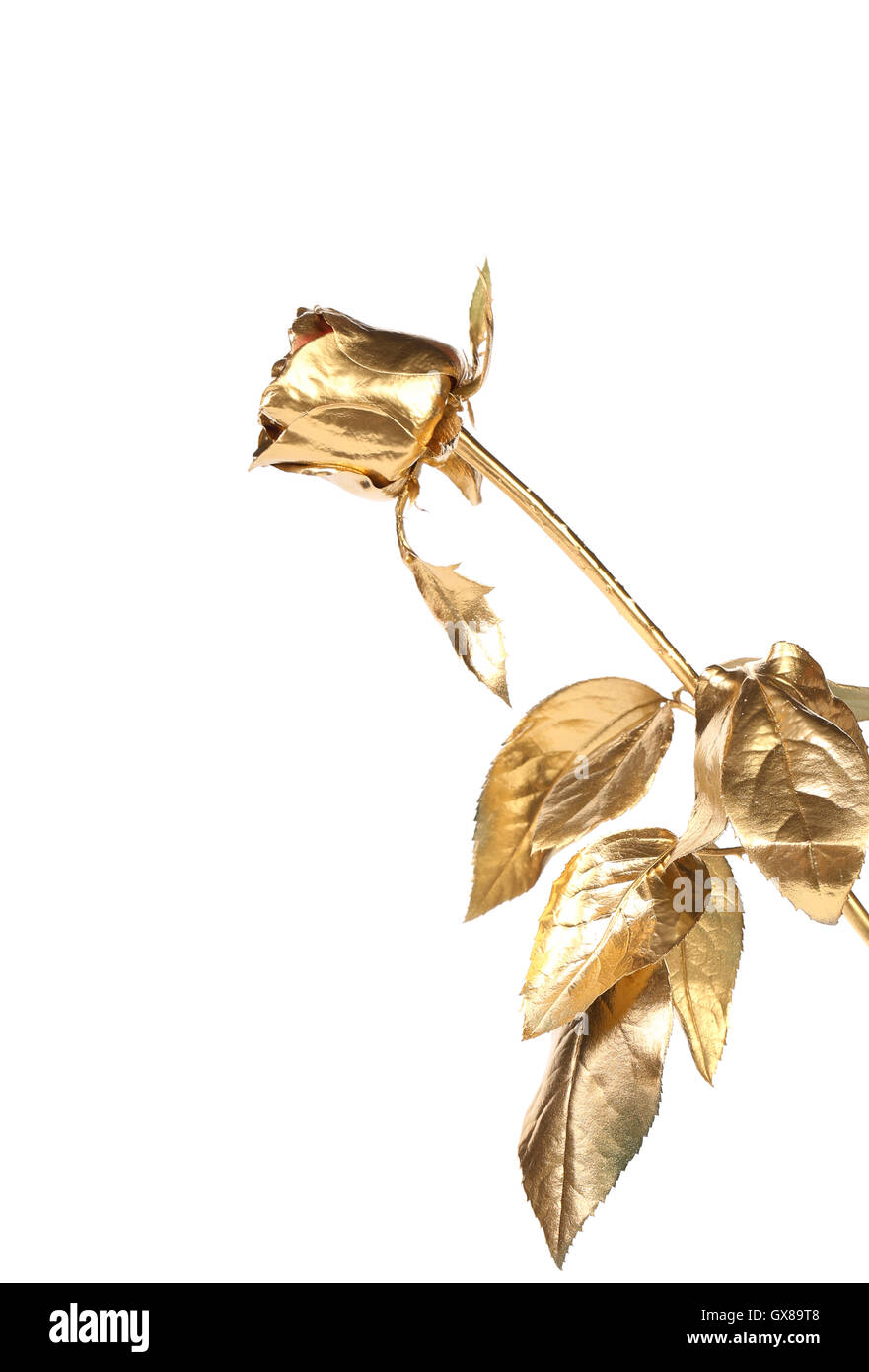 The photo of beautiful golden rose Stock Photo - Alamy