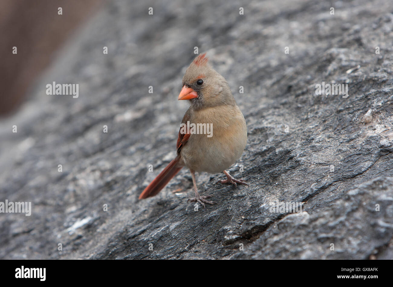 Female cardinal bird hi-res stock photography and images - Alamy