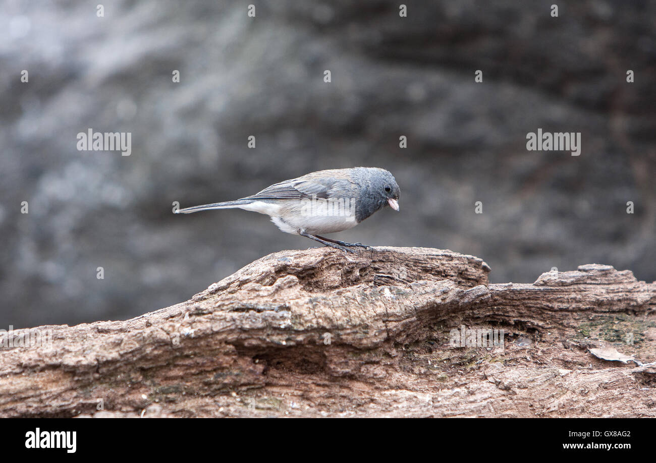 Gray Junco [Junco hyemalis]. Central Park, NYC Stock Photo - Alamy