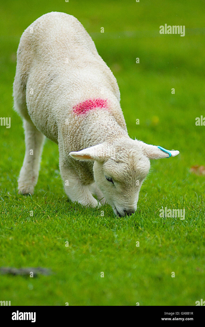 lamb in a field Stock Photo - Alamy
