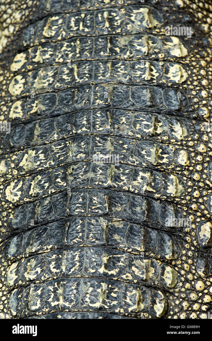 Crocodile skin texture Stock Photo - Alamy