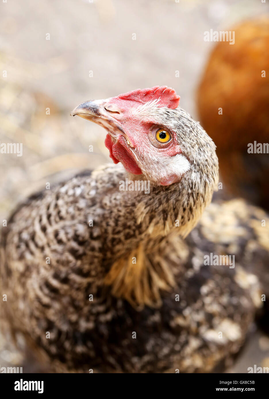 Head of gray hen Stock Photo - Alamy
