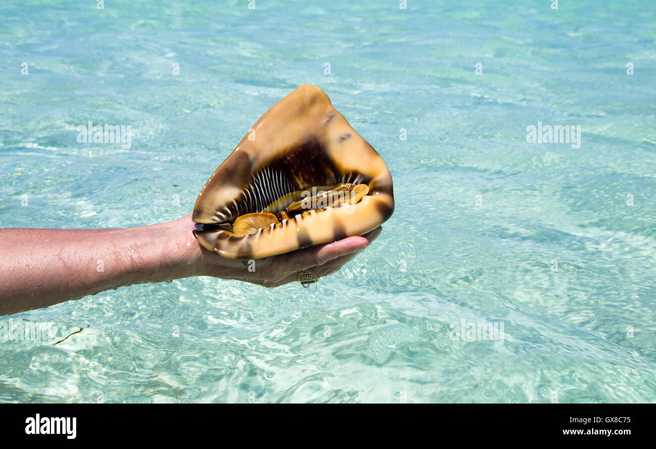 Tropical snail hi-res stock photography and images - Alamy