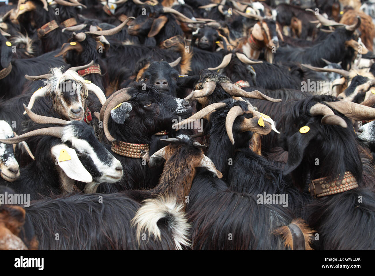 herd of goats Stock Photo - Alamy