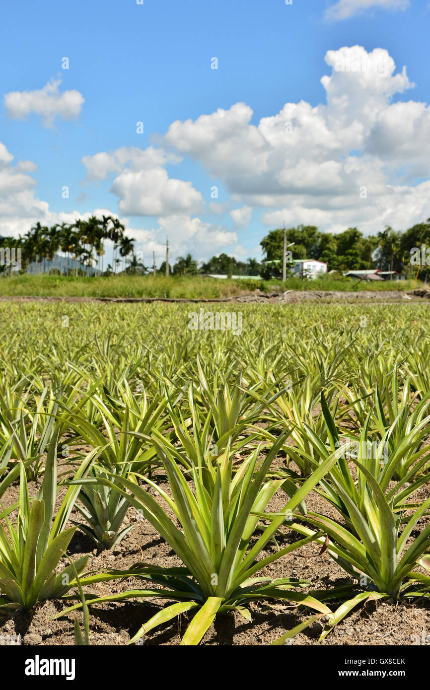 Rural thai pineapple farm hi-res stock photography and images - Alamy