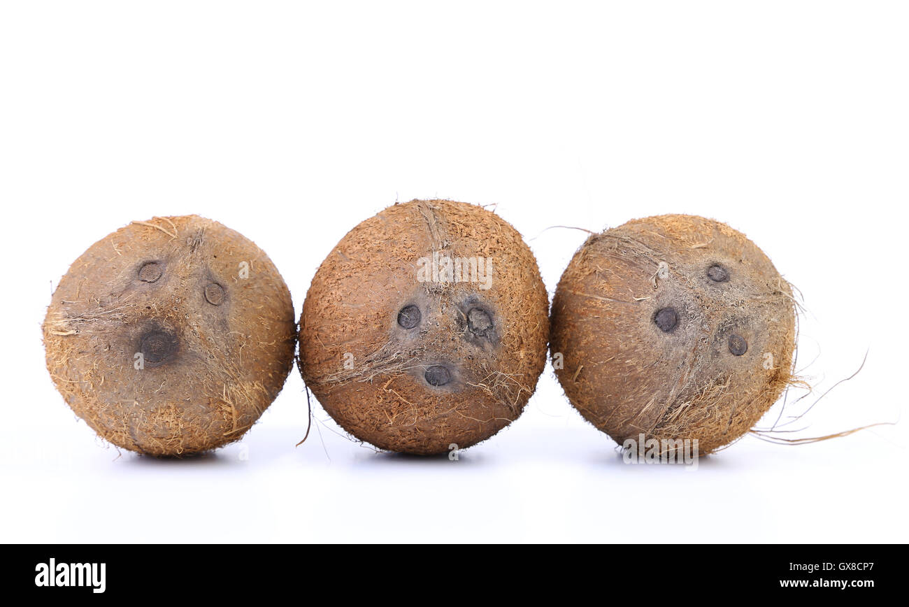 Three coconuts isolated Stock Photo - Alamy